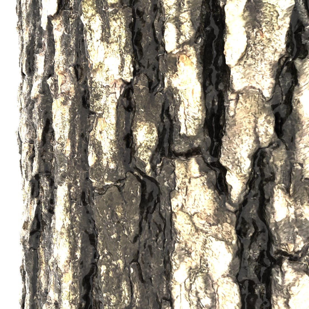3D model camphor bark - TurboSquid 2016234