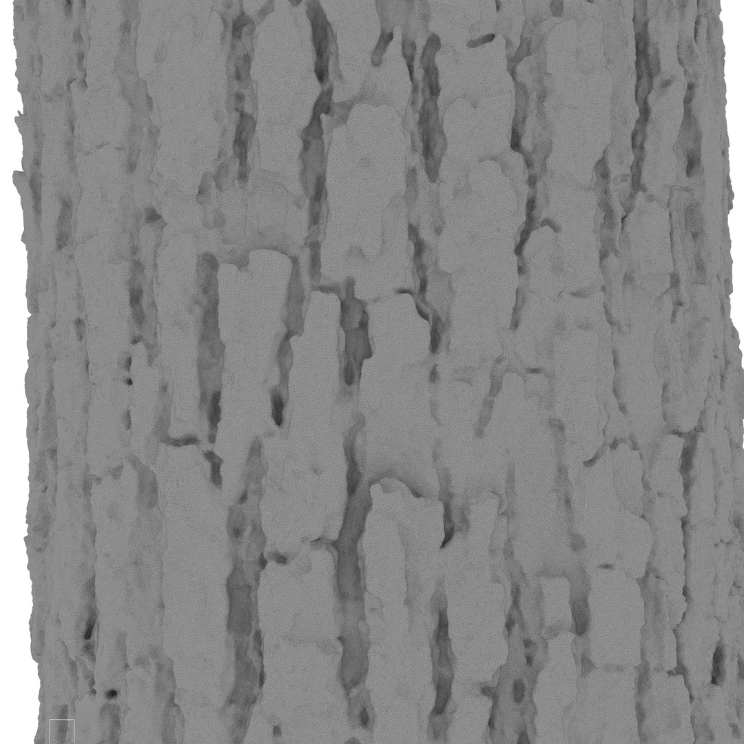 3D model camphor bark - TurboSquid 2016234