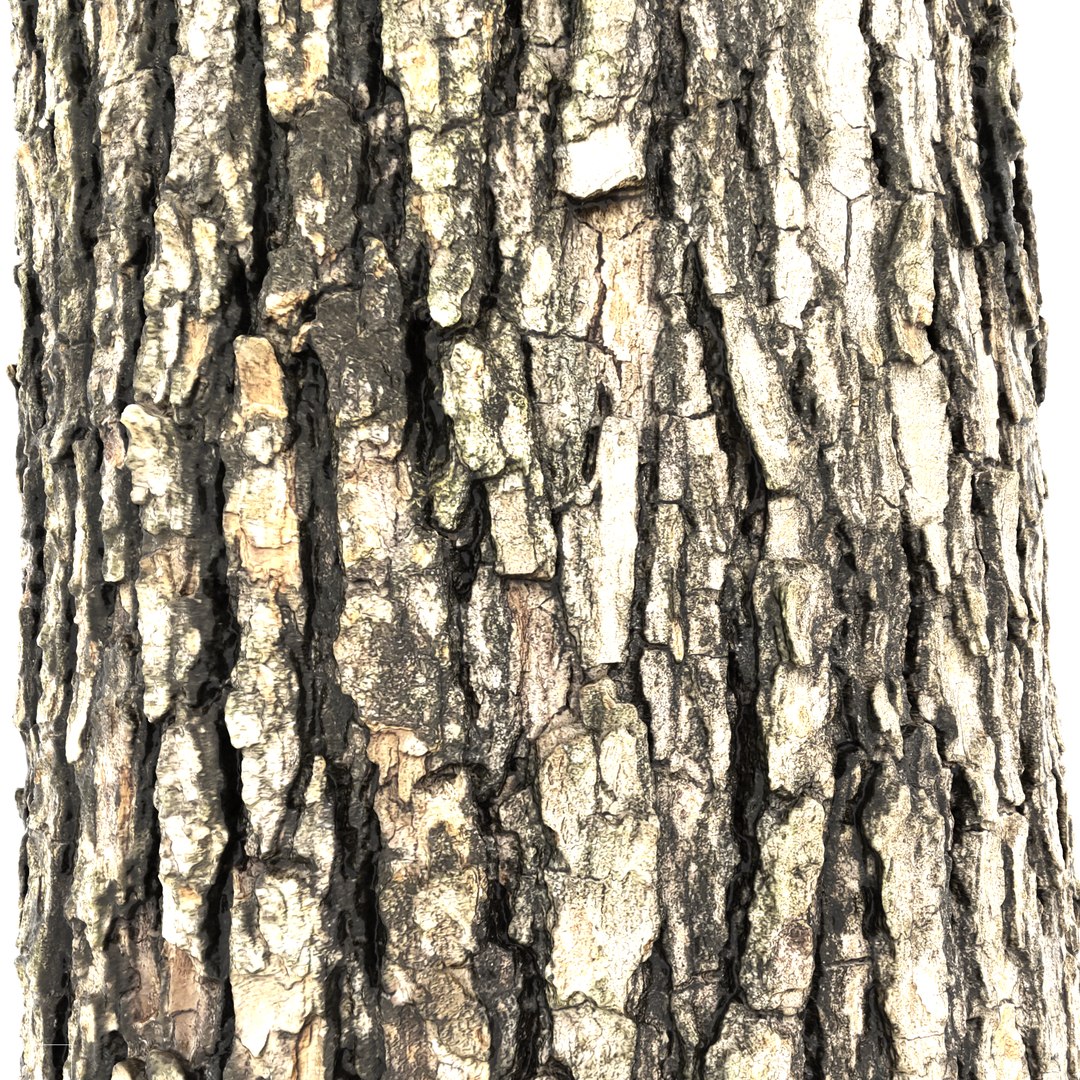 3D model camphor bark - TurboSquid 2016234