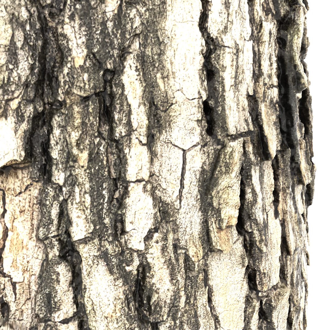 3D model camphor bark - TurboSquid 2016234
