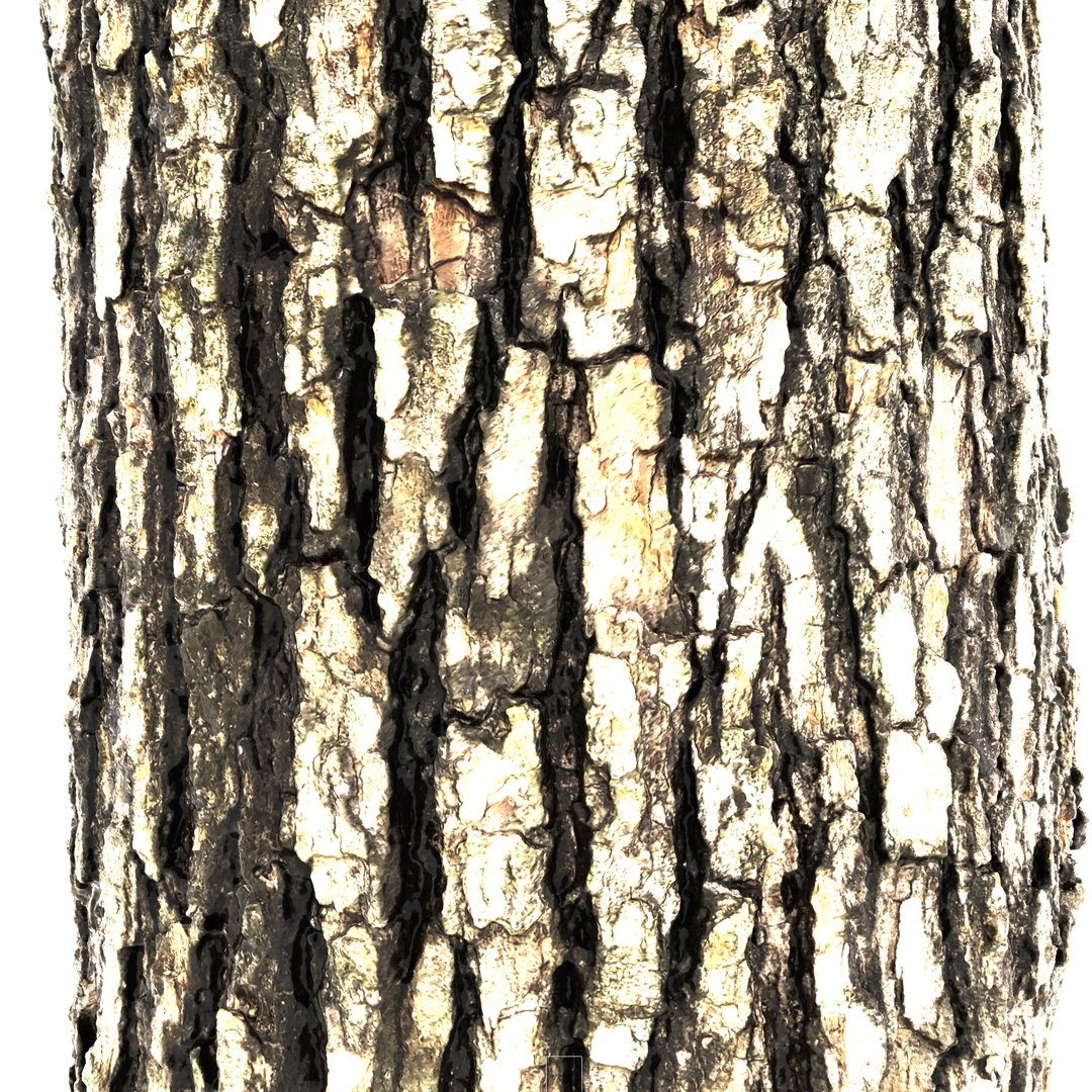 3D model camphor bark - TurboSquid 2016234