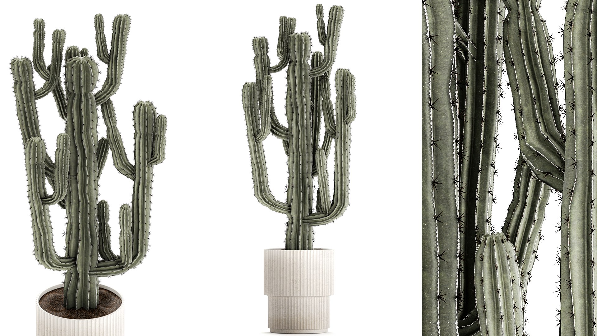 3D Model Indoor Cactus Pot Desert Plants Carnegiea Saguaro 1469 ...
