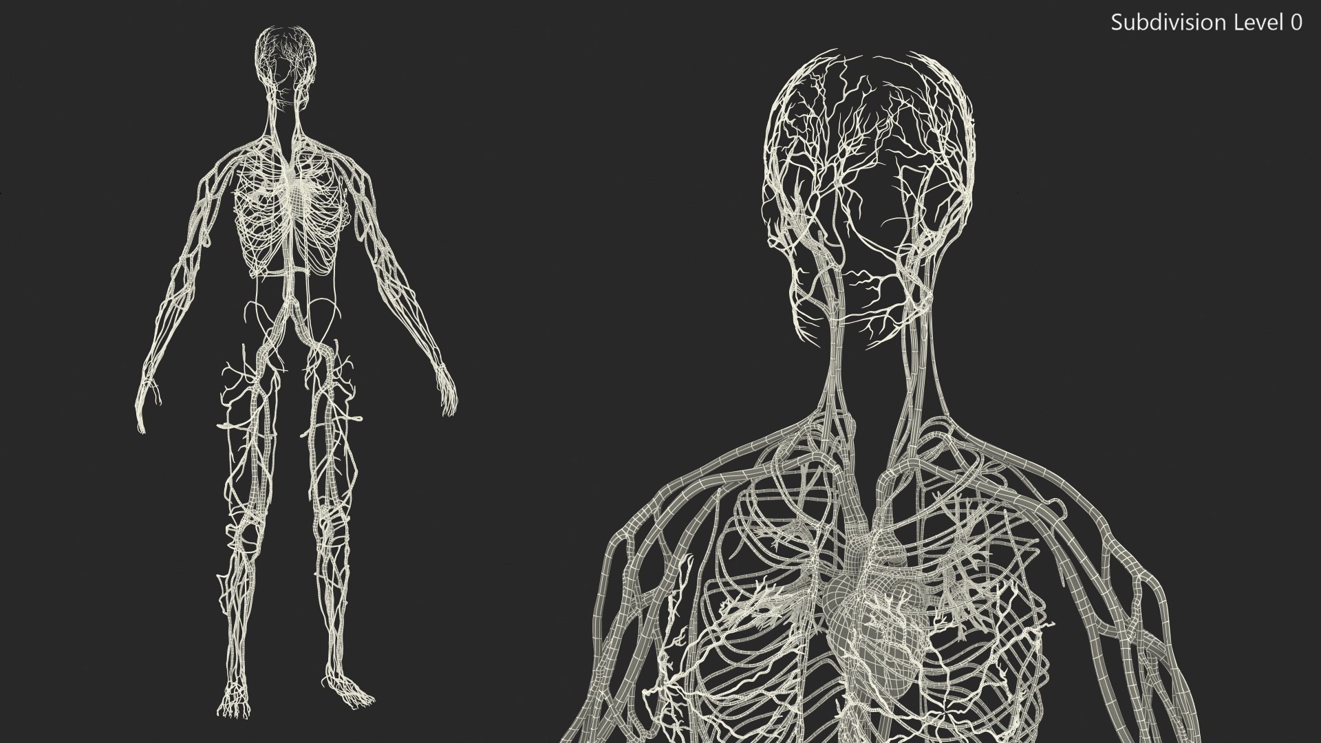 Female cardiovascular anatomy circulatory 3D model - TurboSquid 1605297