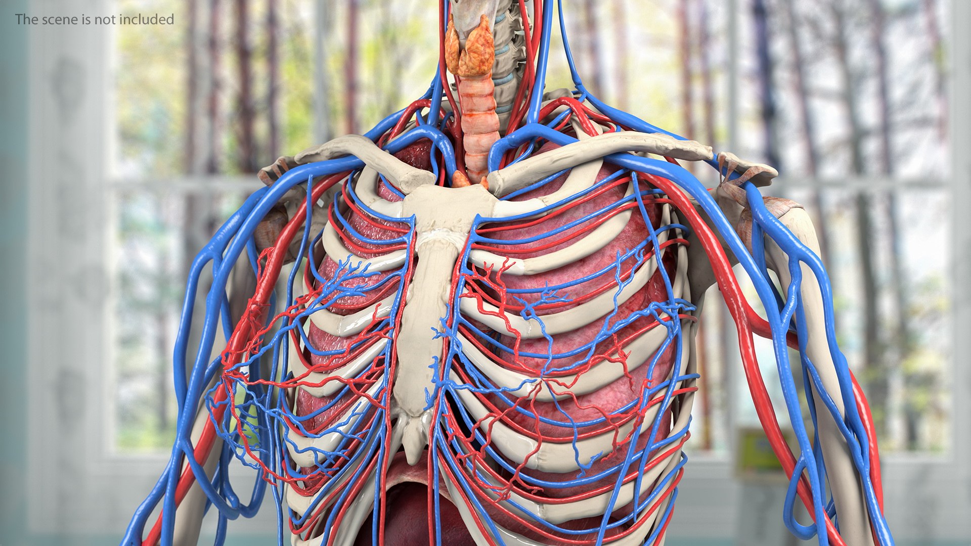 Female cardiovascular anatomy circulatory 3D model - TurboSquid 1605297