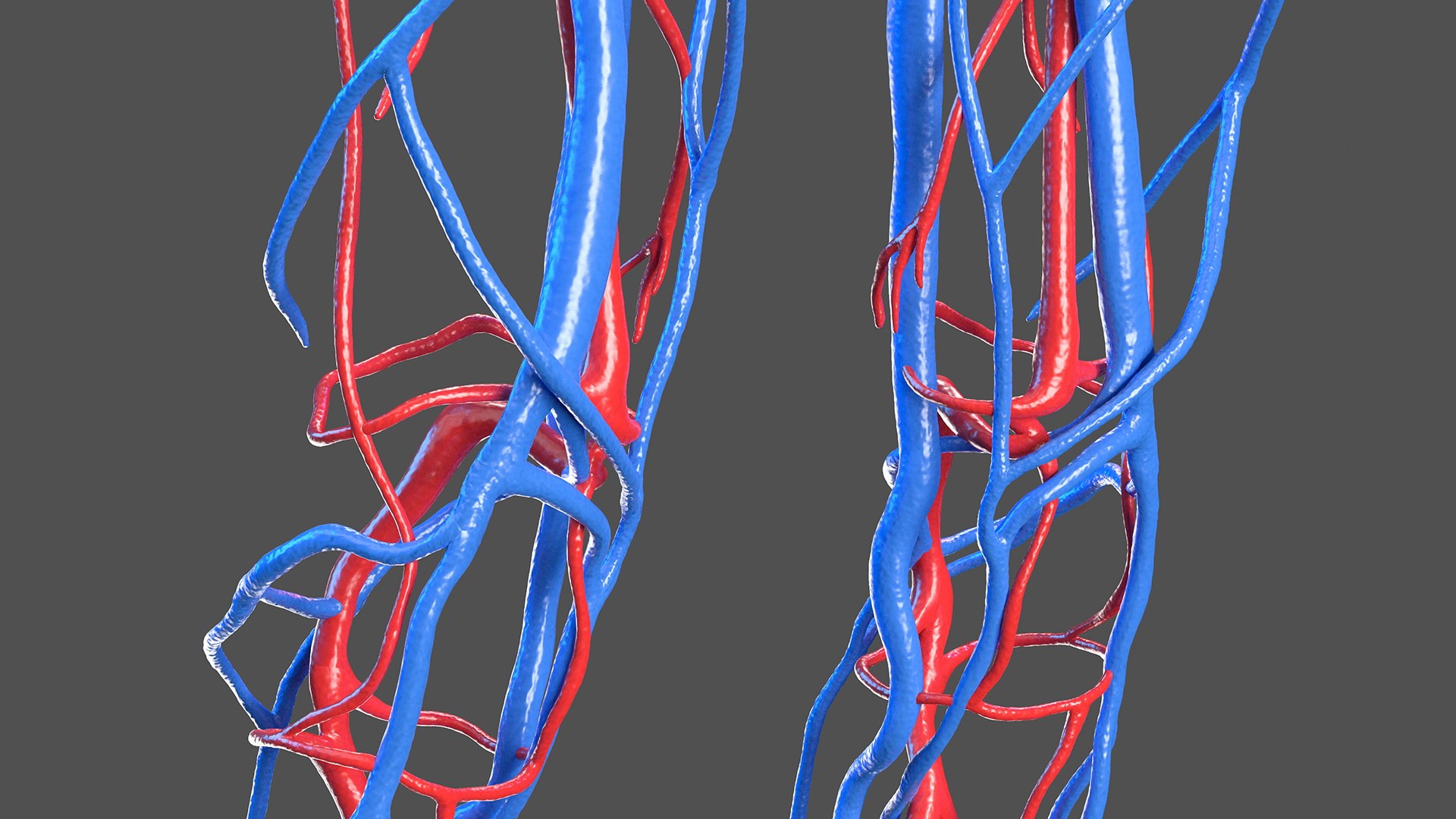 Female cardiovascular anatomy circulatory 3D model - TurboSquid 1605297