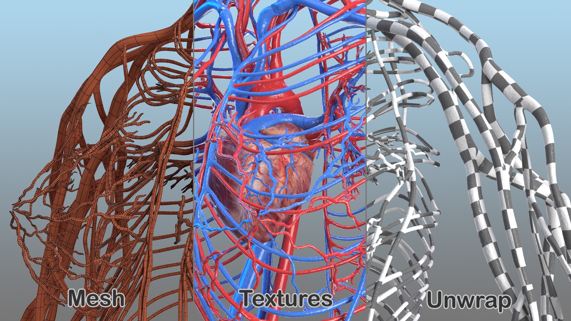 Female cardiovascular anatomy circulatory 3D model - TurboSquid 1605297