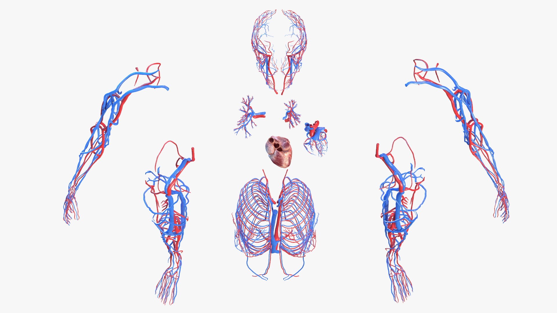 Female cardiovascular anatomy circulatory 3D model - TurboSquid 1605297