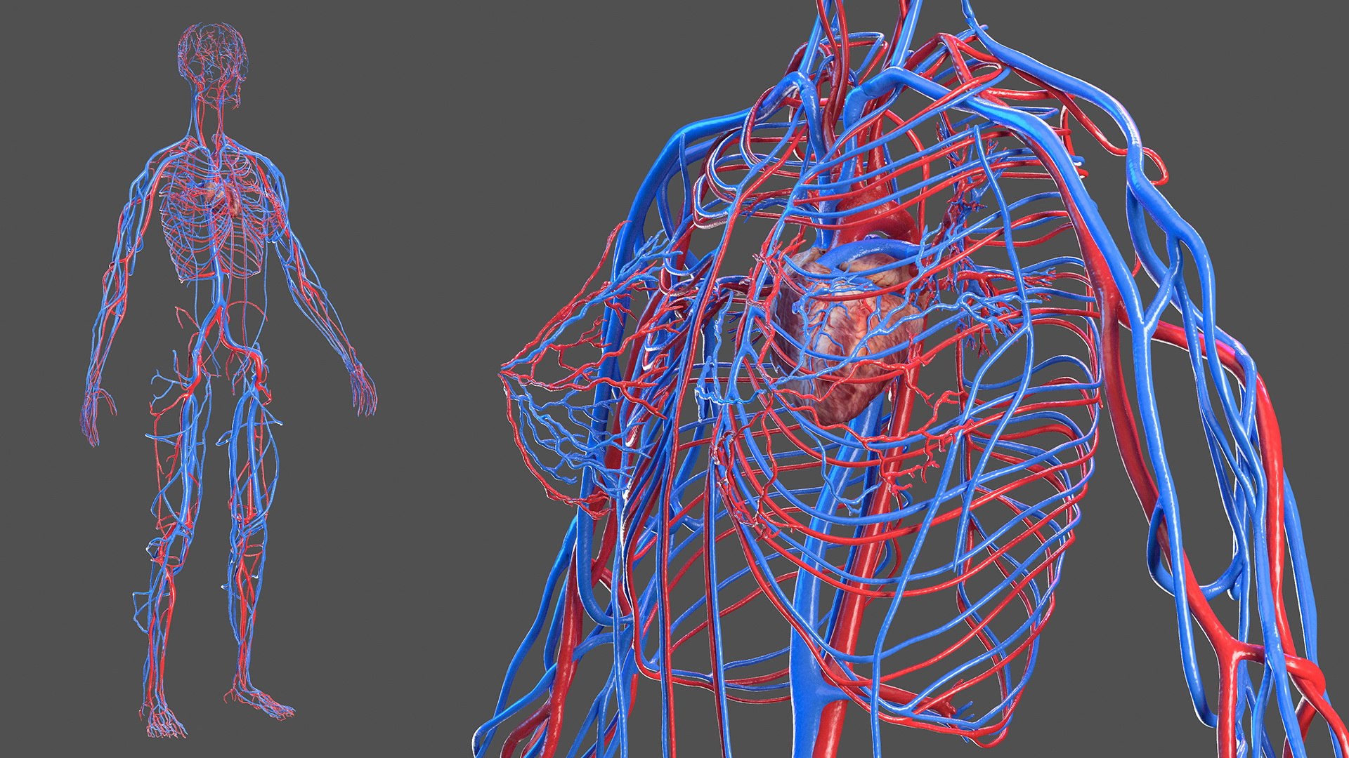 Female cardiovascular anatomy circulatory 3D model - TurboSquid 1605297