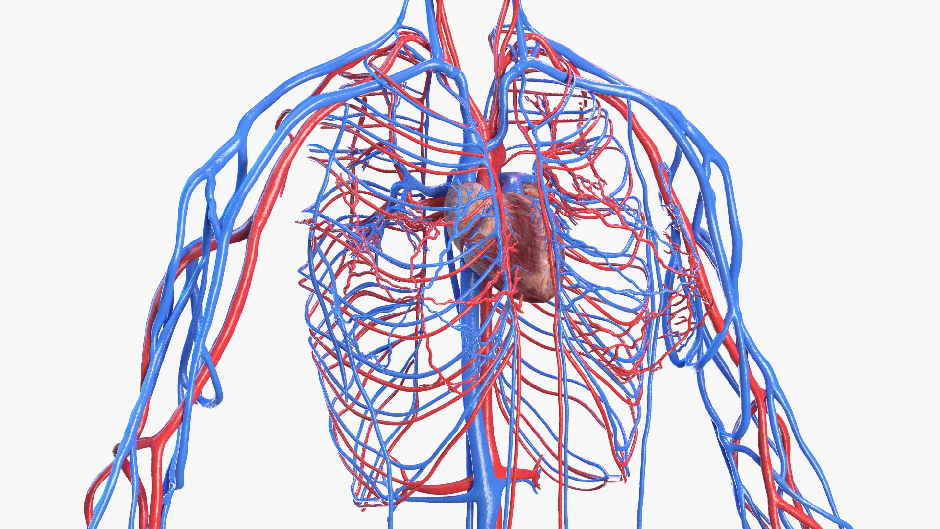 Female cardiovascular anatomy circulatory 3D model - TurboSquid 1605297