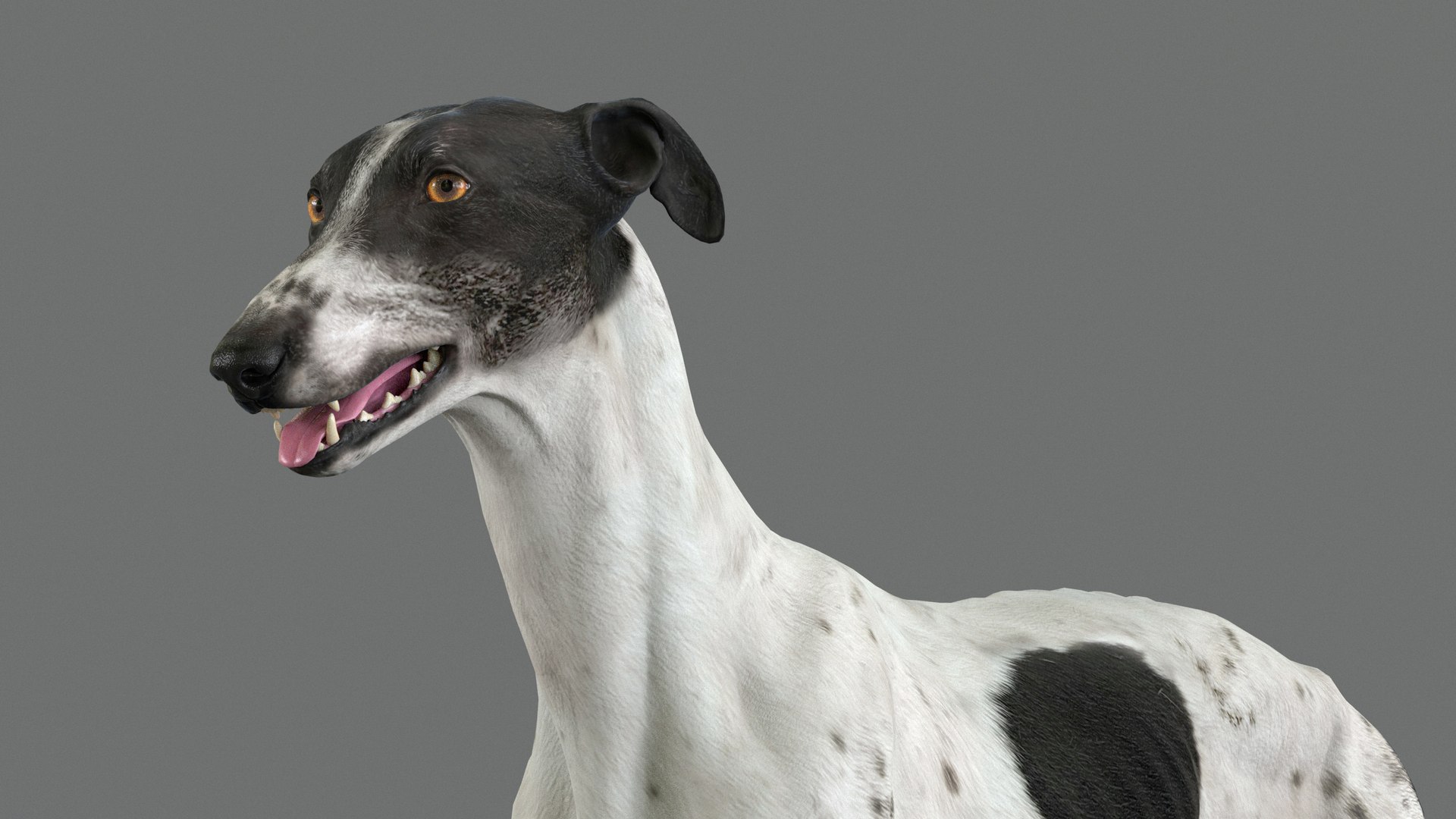 3D realistic greyhound rigged model - TurboSquid 1553823