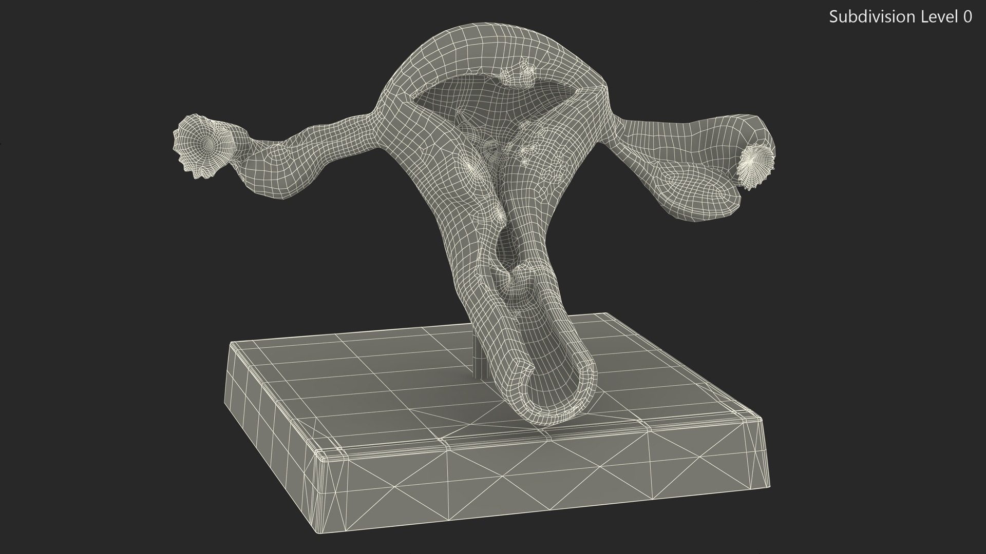 Layout Anatomy Female Uterus model - TurboSquid 2097722