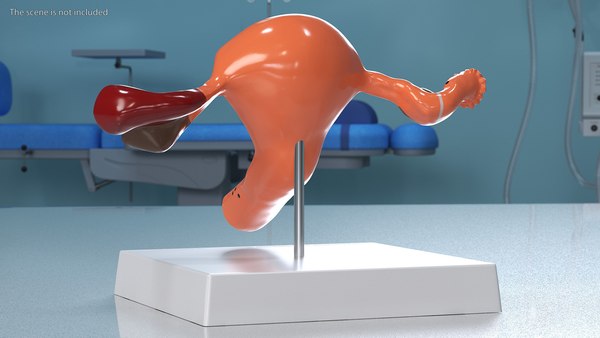modelo 3d Diseño Anatomía Útero Femenino - TurboSquid 2097722