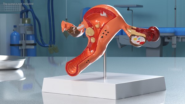 레이아웃 해부학 여성 자궁 3D 모델 - TurboSquid 2097722