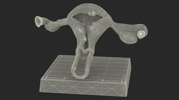 modelo 3d Diseño Anatomía Útero Femenino - TurboSquid 2097722