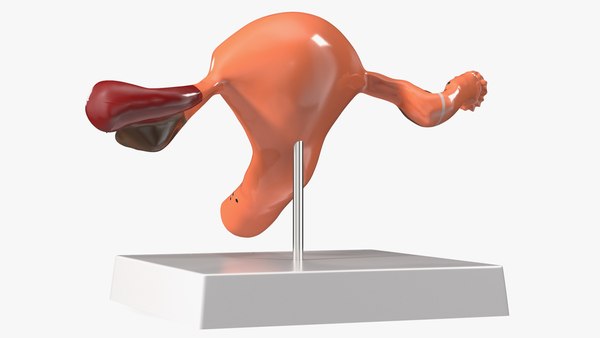 modelo 3d Diseño Anatomía Útero Femenino - TurboSquid 2097722