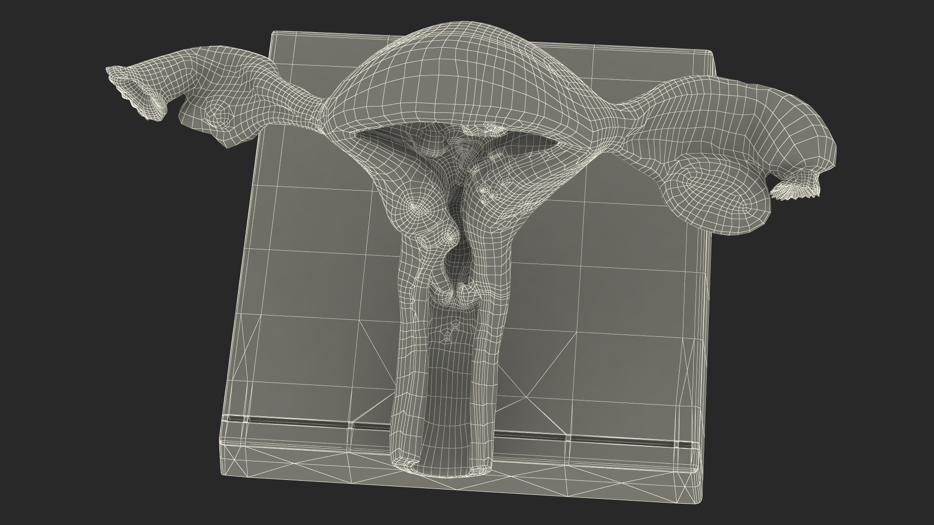 Layout Anatomy Female Uterus model - TurboSquid 2097722