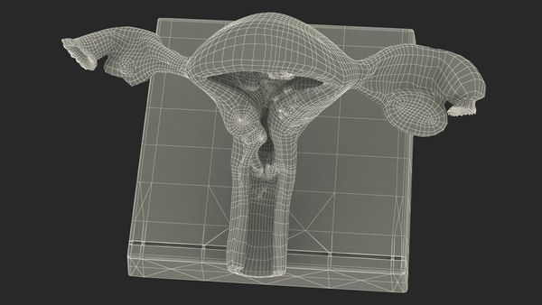 modelo 3d Diseño Anatomía Útero Femenino - TurboSquid 2097722