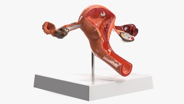 modelo 3d Diseño Anatomía Útero Femenino - TurboSquid 2097722