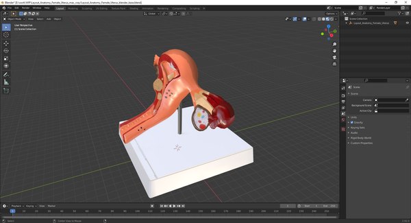 modelo 3d Diseño Anatomía Útero Femenino - TurboSquid 2097722