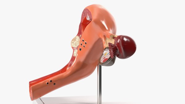modelo 3d Diseño Anatomía Útero Femenino - TurboSquid 2097722
