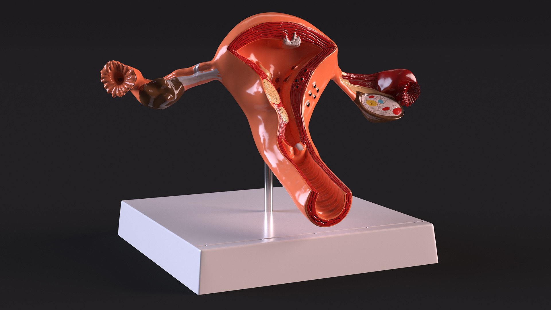 Layout Anatomy Female Uterus model - TurboSquid 2097722