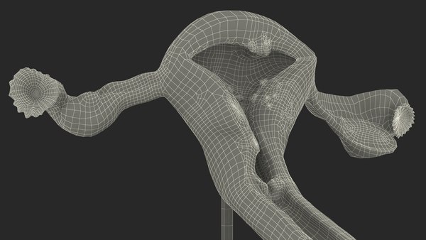 modelo 3d Diseño Anatomía Útero Femenino - TurboSquid 2097722
