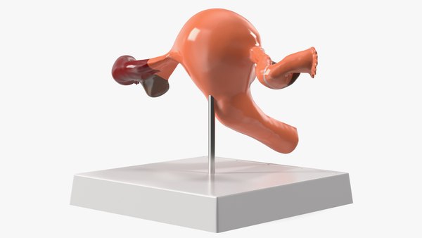 modelo 3d Diseño Anatomía Útero Femenino - TurboSquid 2097722