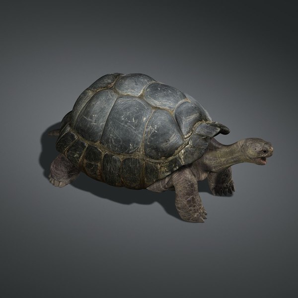 galapagos tortoise rigged ma