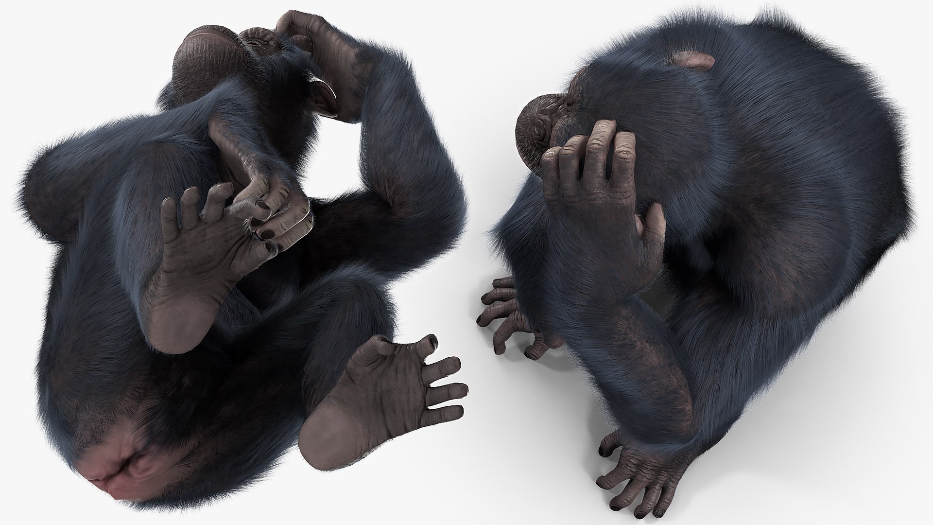 Chimpanzee Walking Animal Dark 3D Model - TurboSquid 1435957