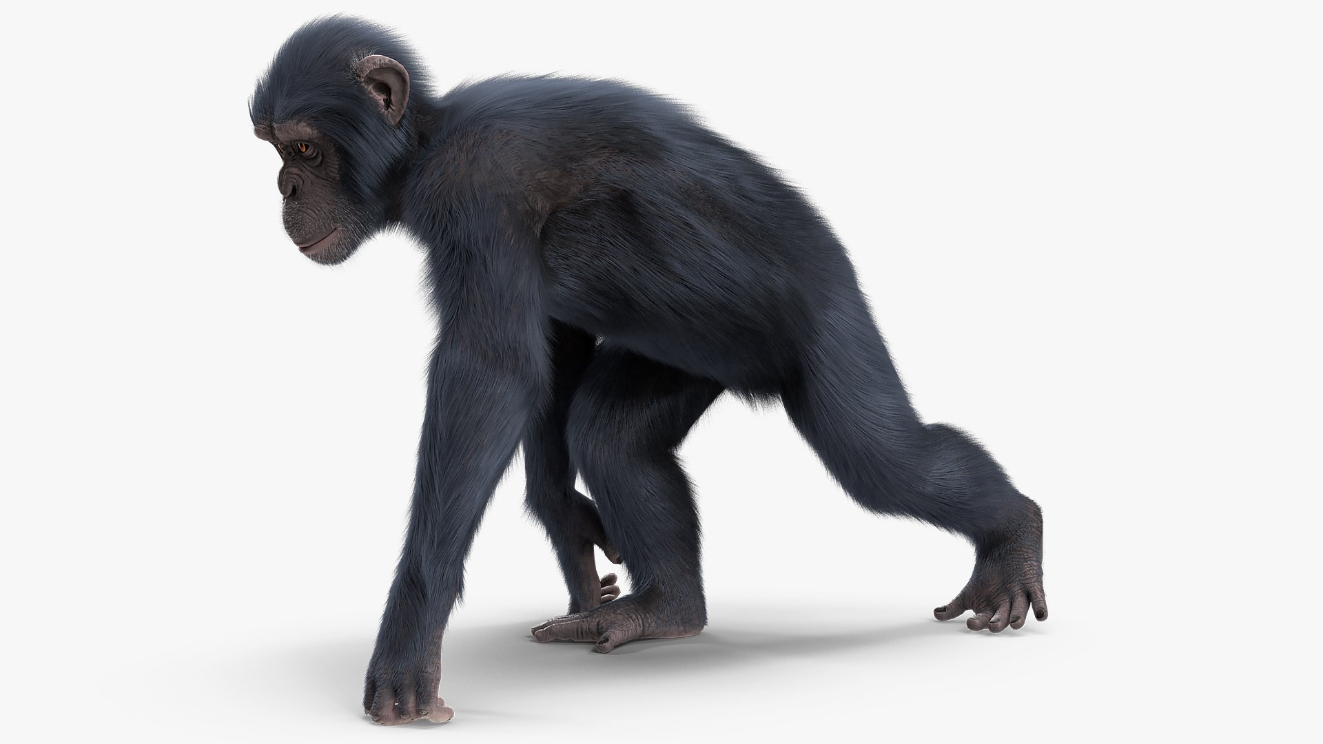 Chimpanzee Walking Animal Dark 3D Model - TurboSquid 1435957