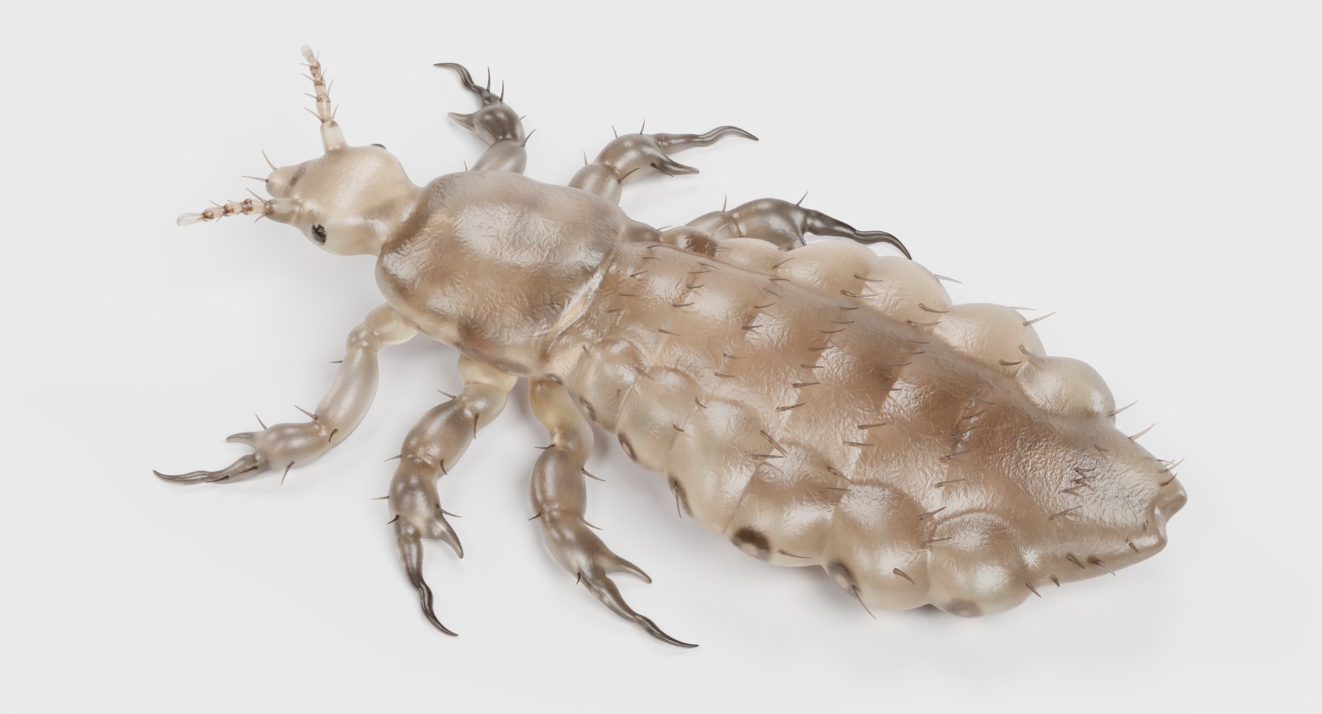 3D Head Louse Female Model - TurboSquid 1422994