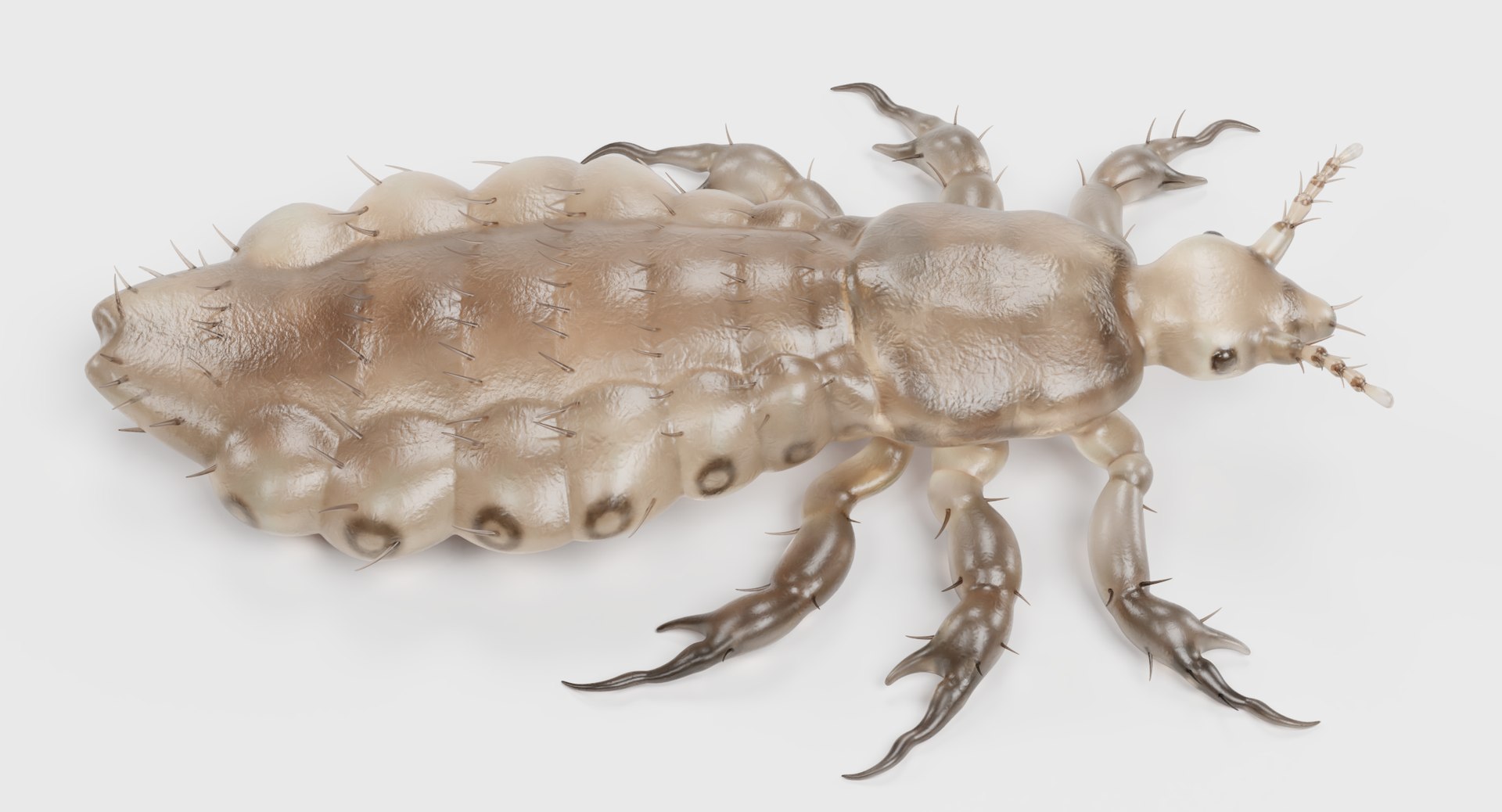 3D Head Louse Female Model - TurboSquid 1422994
