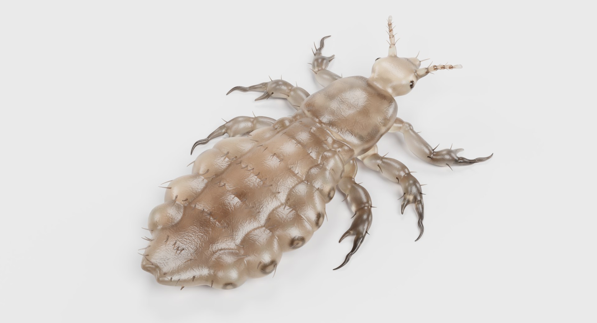 3D Head Louse Female Model - TurboSquid 1422994