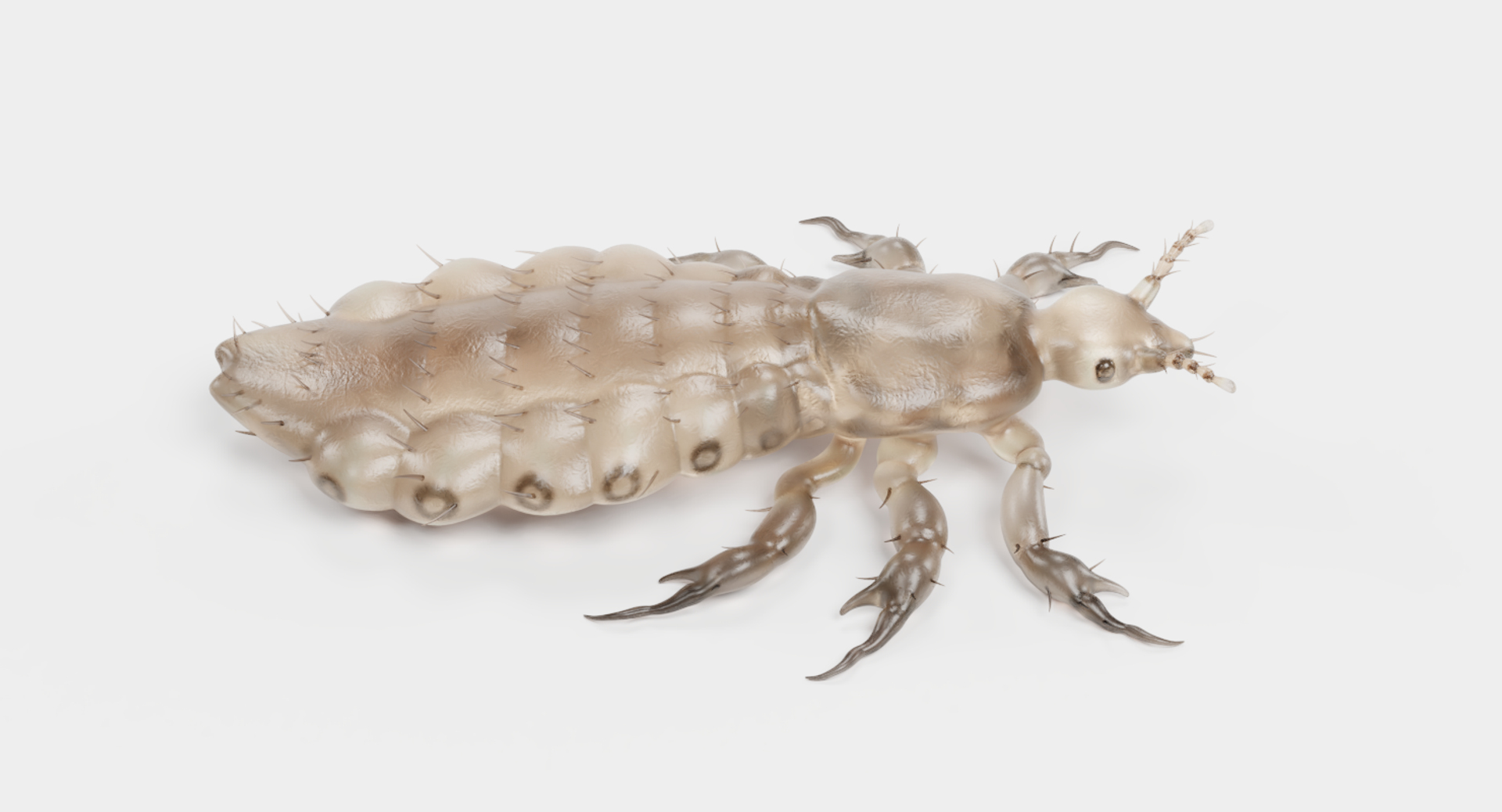 3D Head Louse Female Model - TurboSquid 1422994