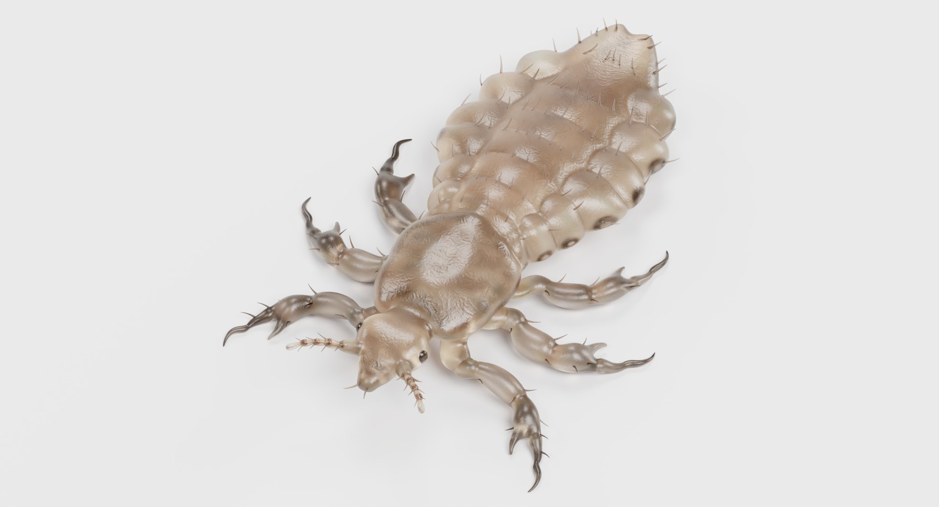 3D Head Louse Female Model - TurboSquid 1422994