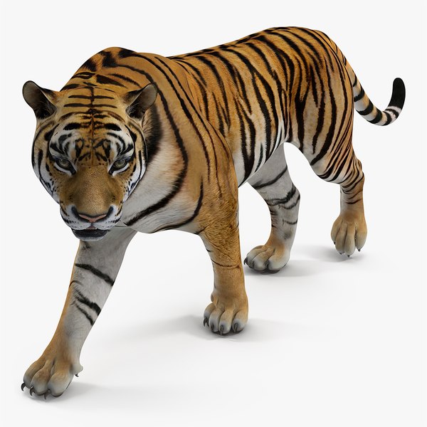 Tiger walkig pose 3D - TurboSquid 1271912