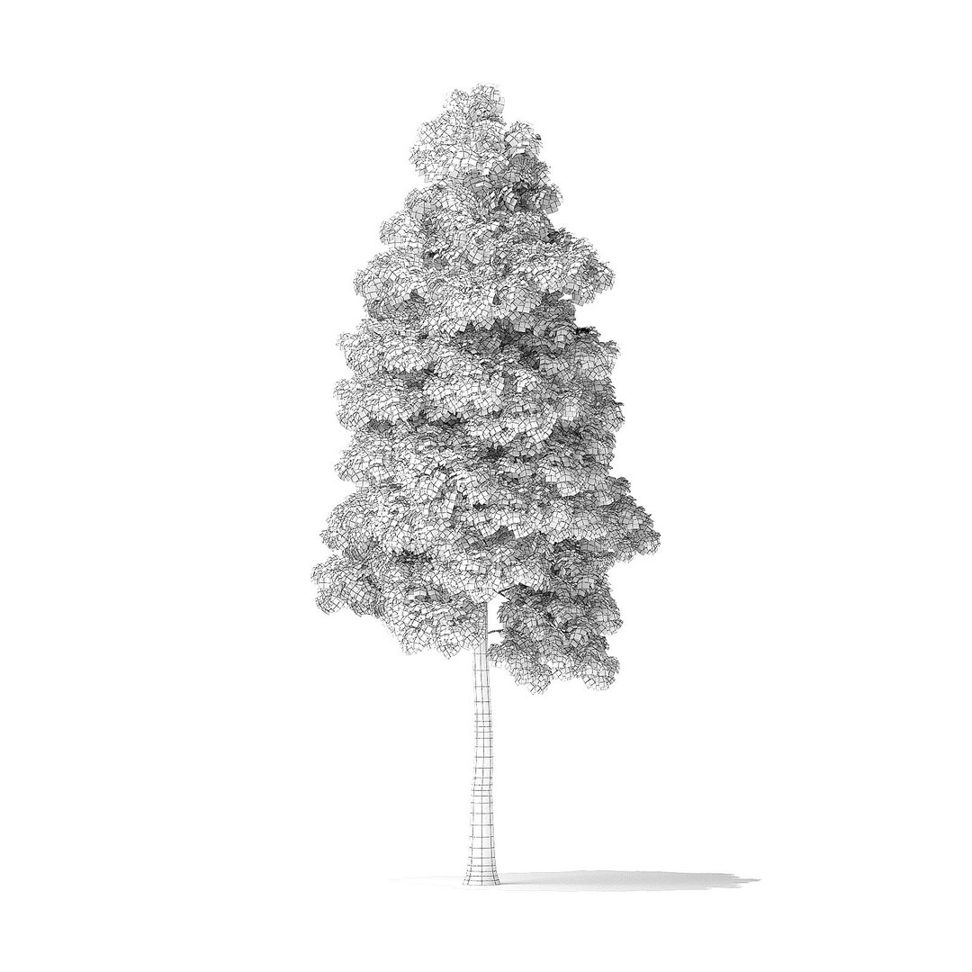 American Basswood Tree 9m 3D Model - TurboSquid 1459545