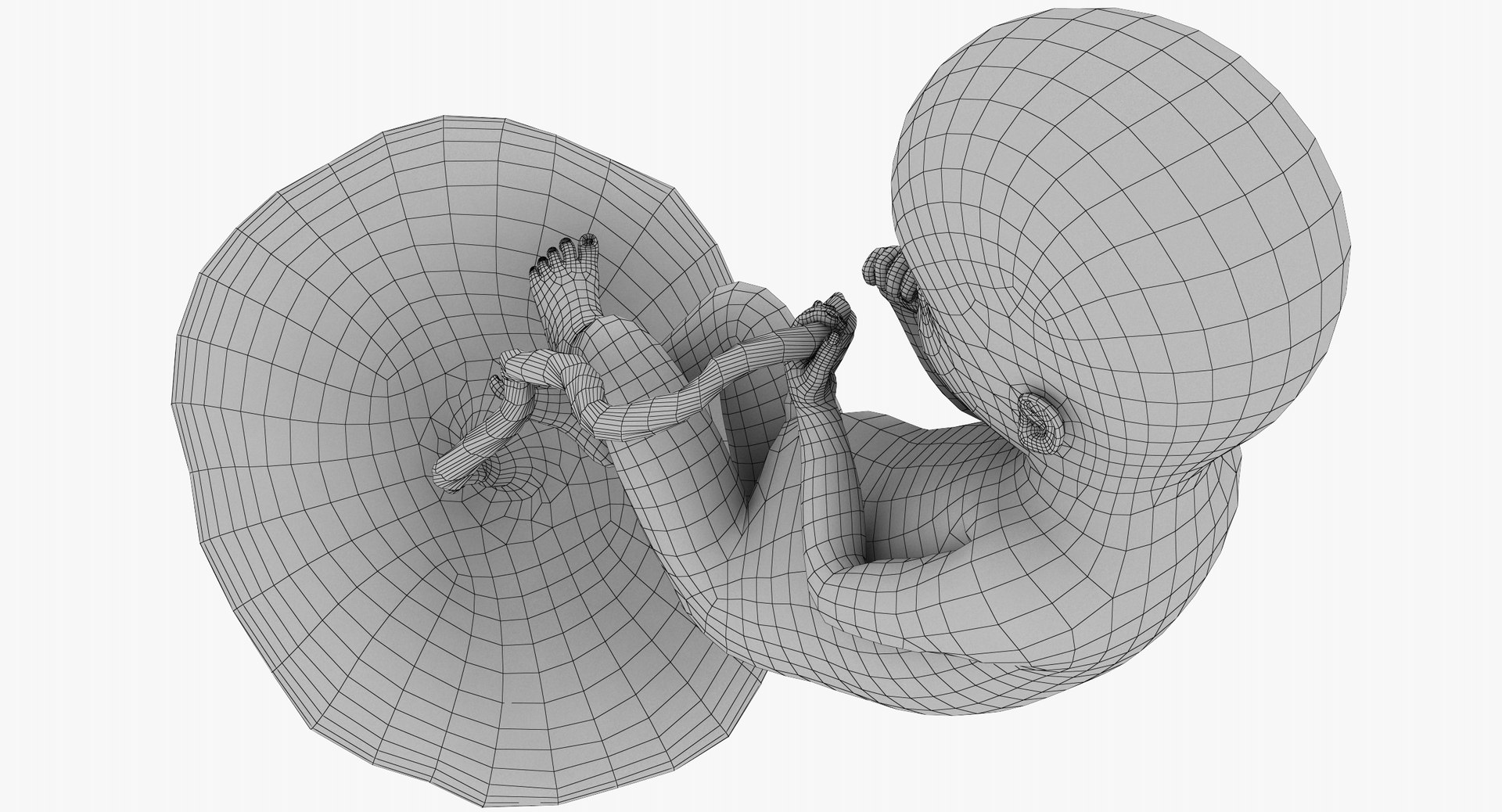 3D Fetus Week 20 Model - TurboSquid 1223672