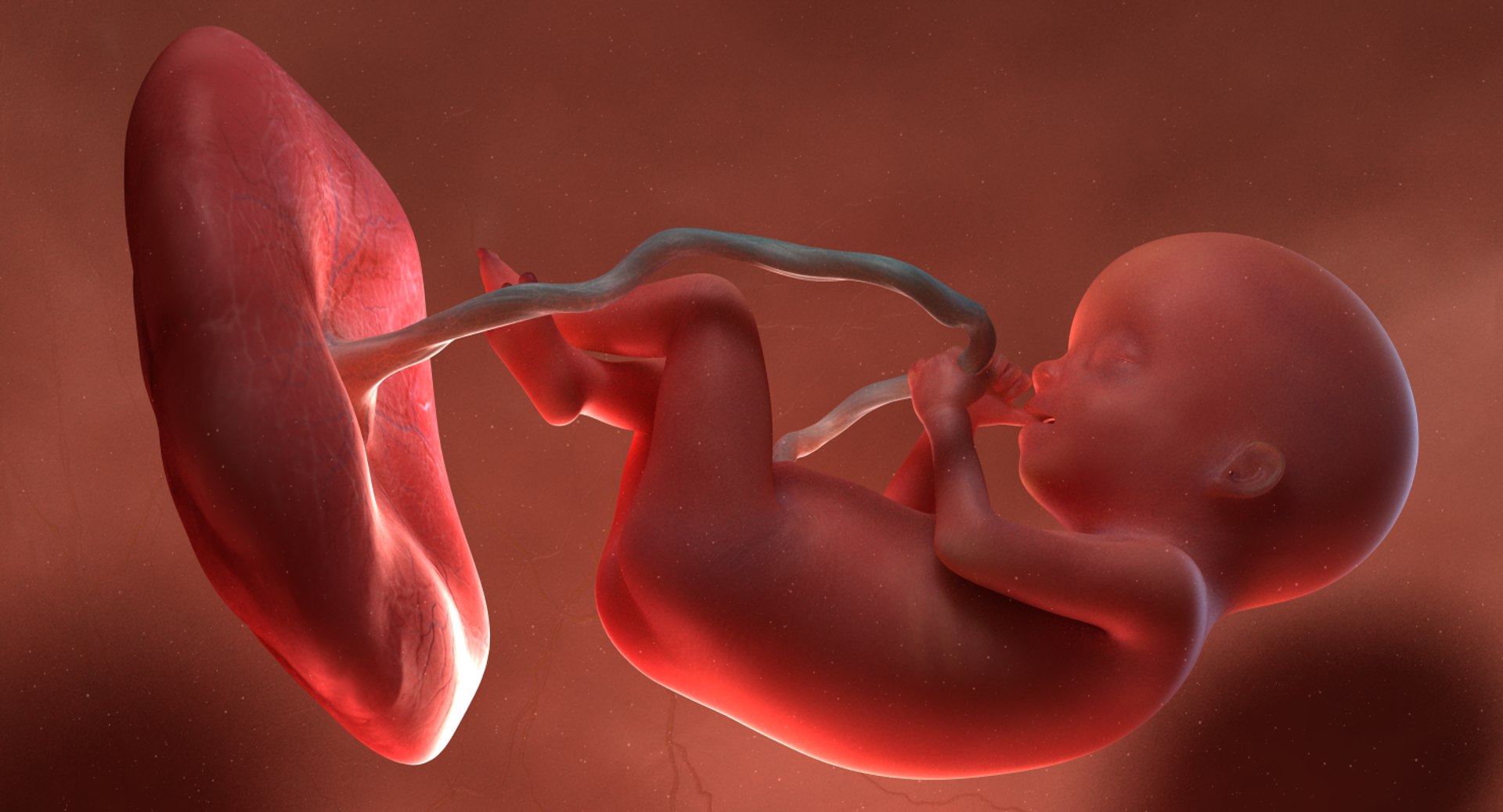 3D Fetus Week 20 Model - TurboSquid 1223672