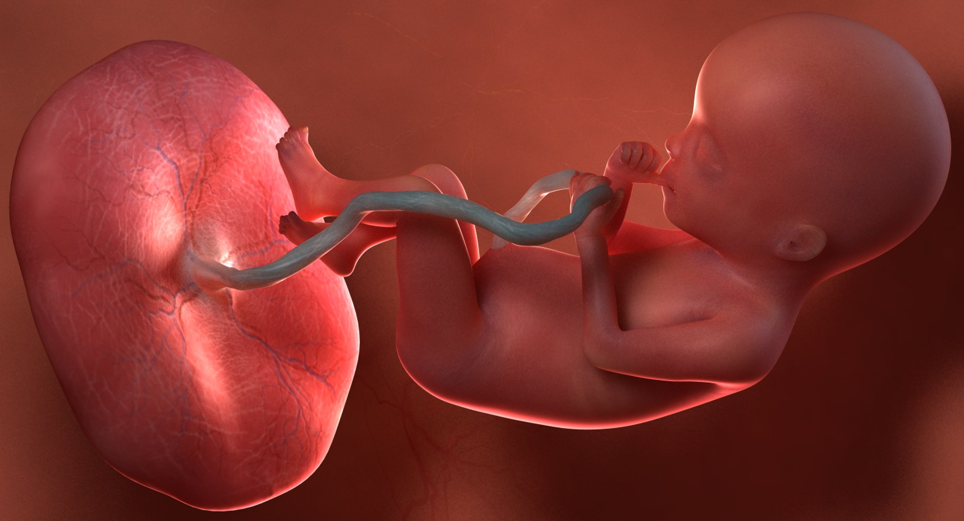 3D Fetus Week 20 Model - TurboSquid 1223672