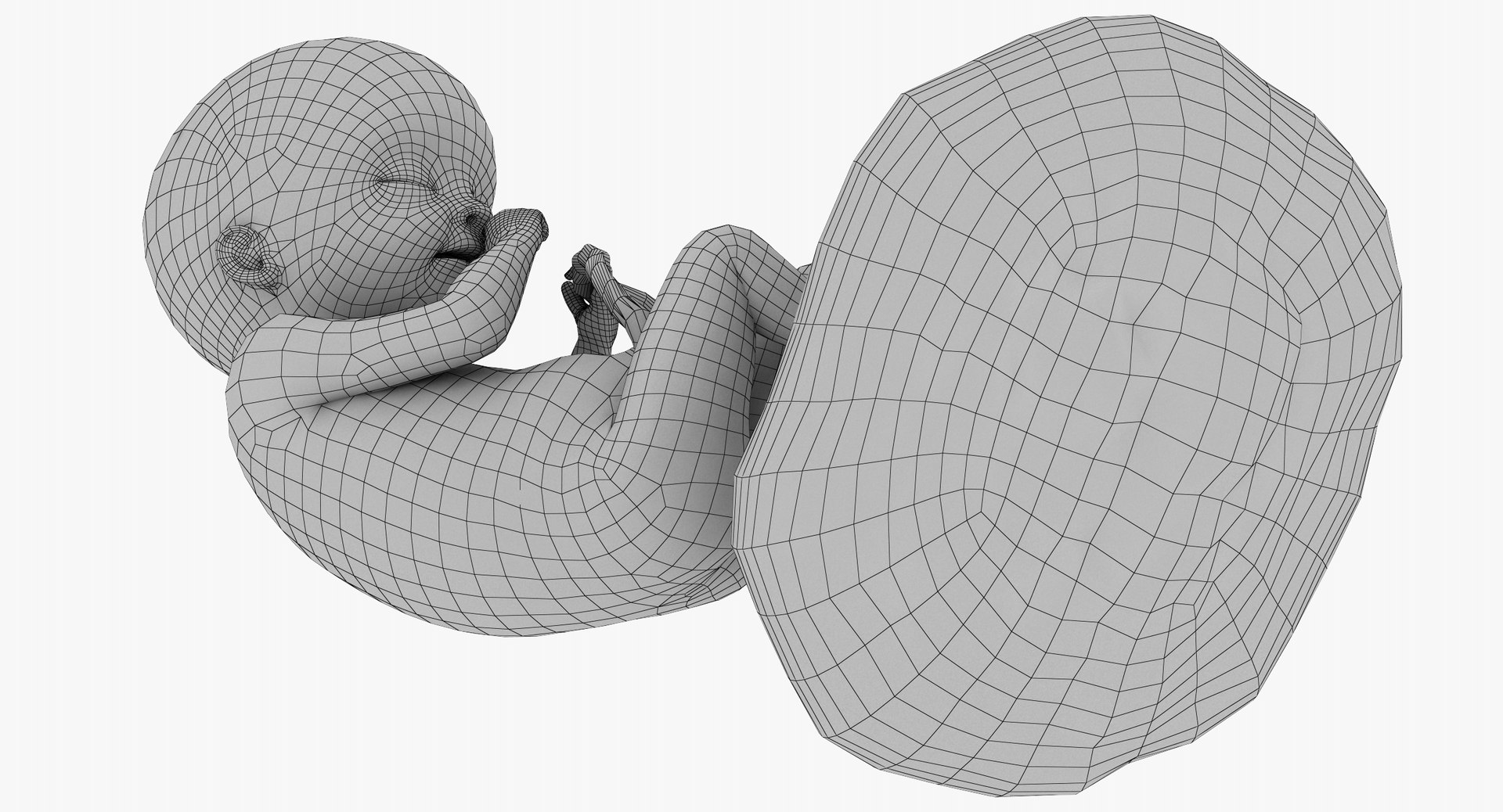 3D Fetus Week 20 Model - TurboSquid 1223672