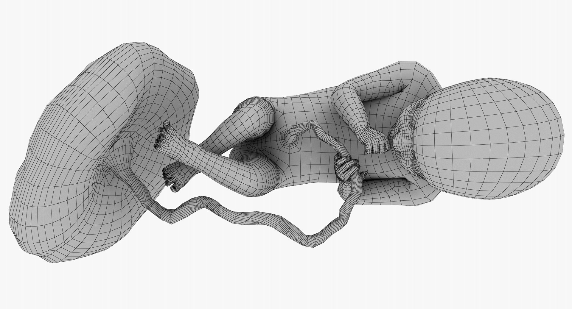 3D Fetus Week 20 Model - TurboSquid 1223672