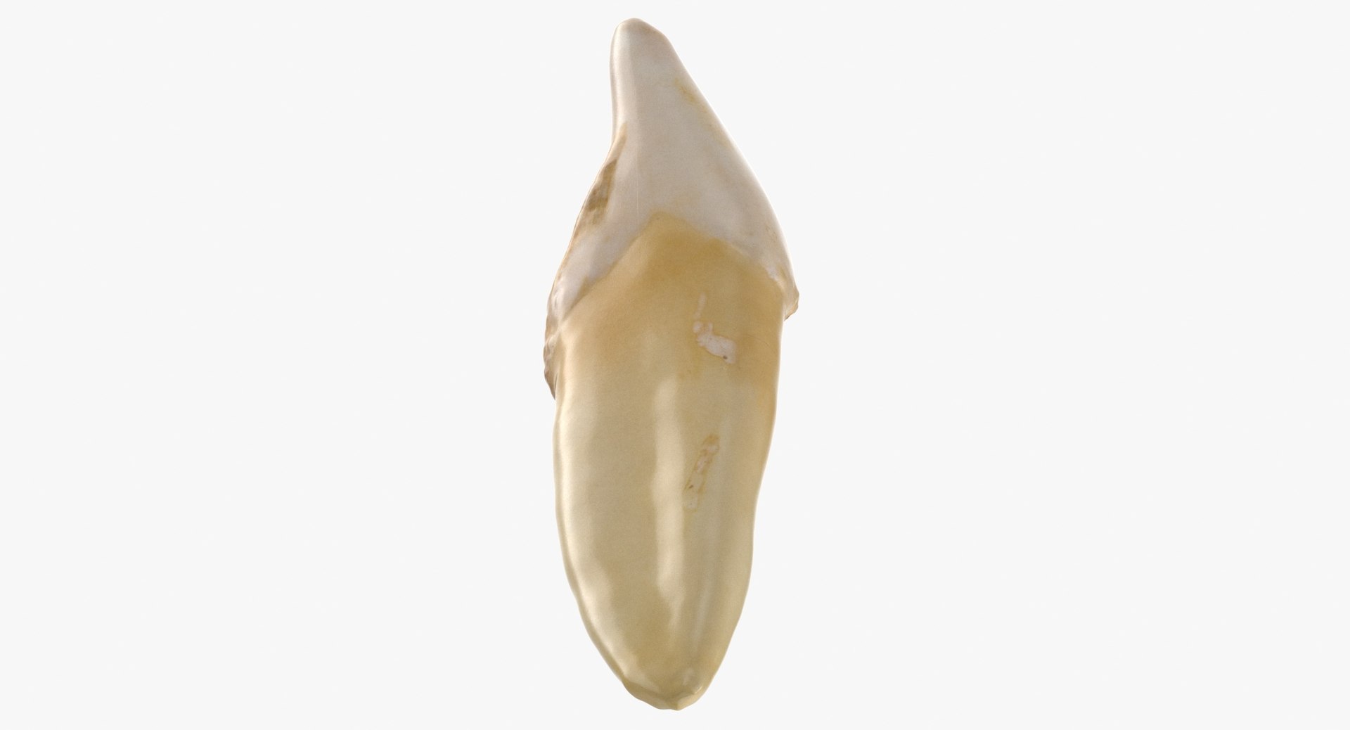 3D Incisor Lower Jaw 02 Model - TurboSquid 1513085