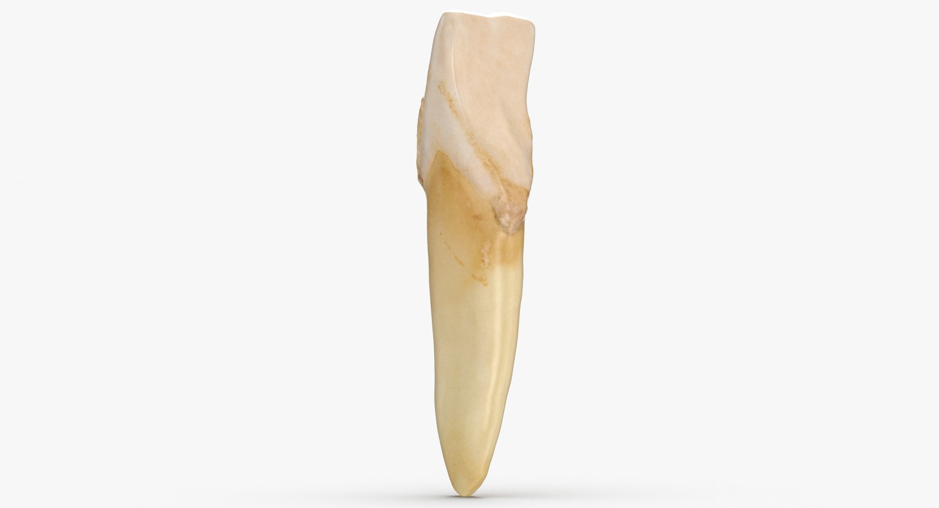 3D Incisor Lower Jaw 02 Model - TurboSquid 1513085