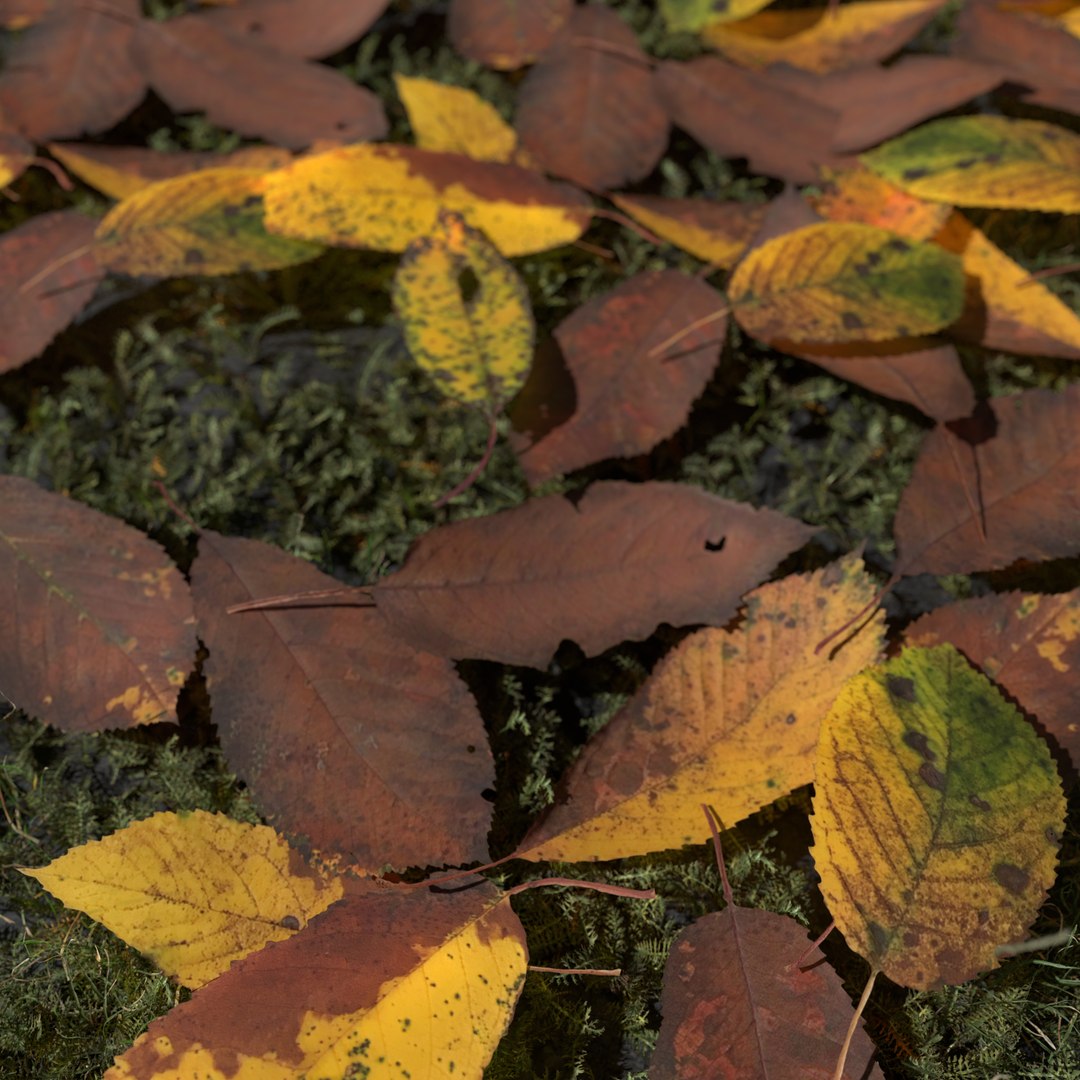 Dry Leaves Pack 3D Model - TurboSquid 1707930