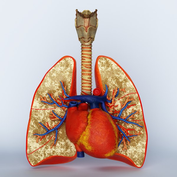 human larynx animation 3d model