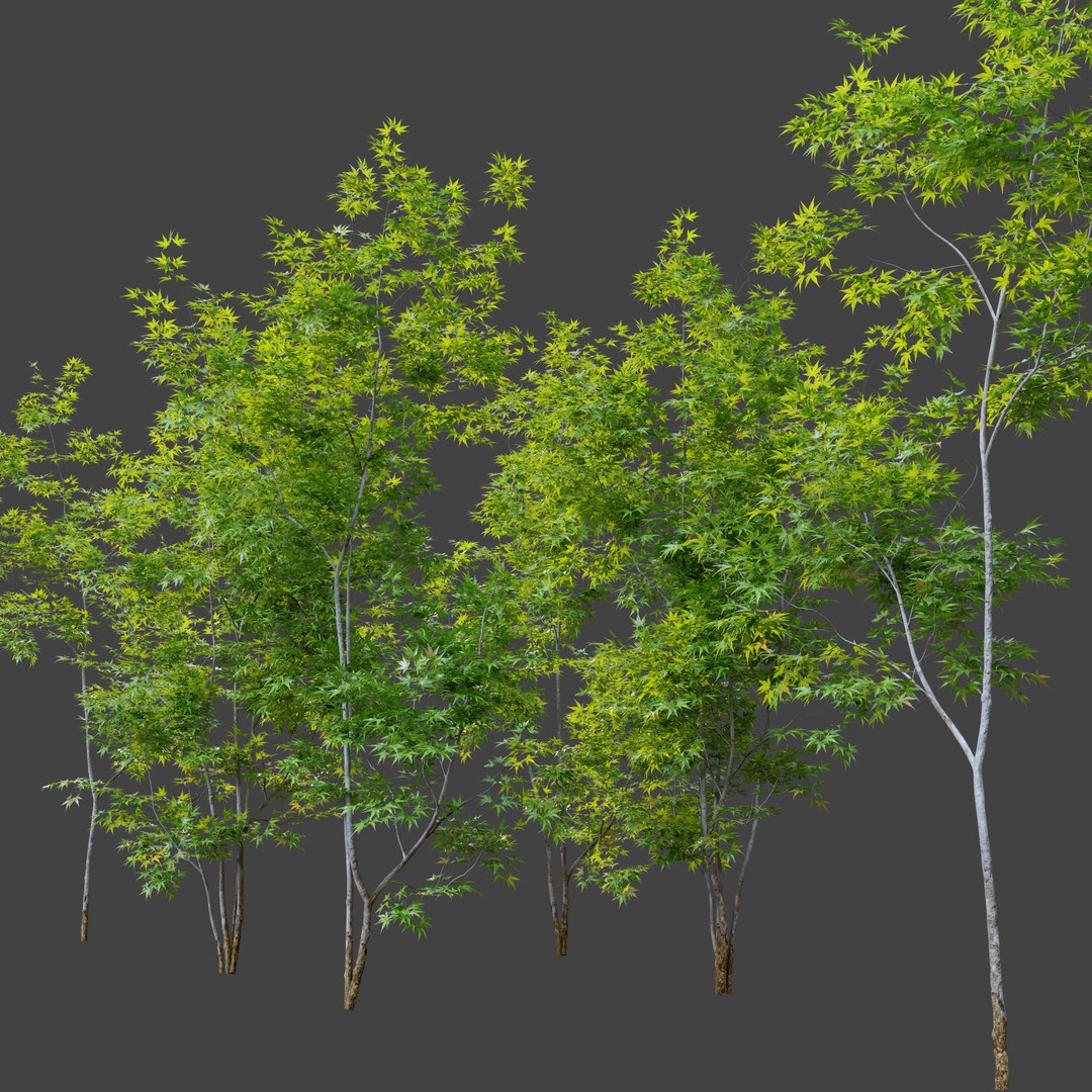 Three young maple 3D model - TurboSquid 1949438