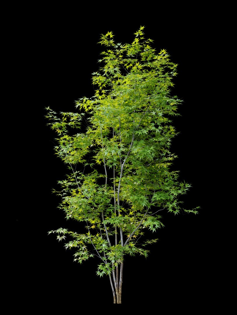 Three young maple 3D model - TurboSquid 1949438