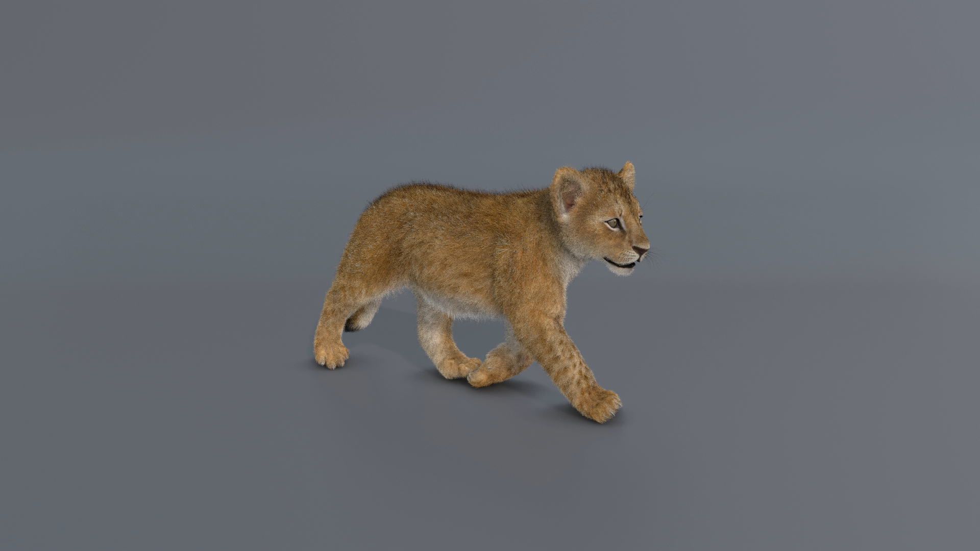 Lion Cub Animated model - TurboSquid 2016560