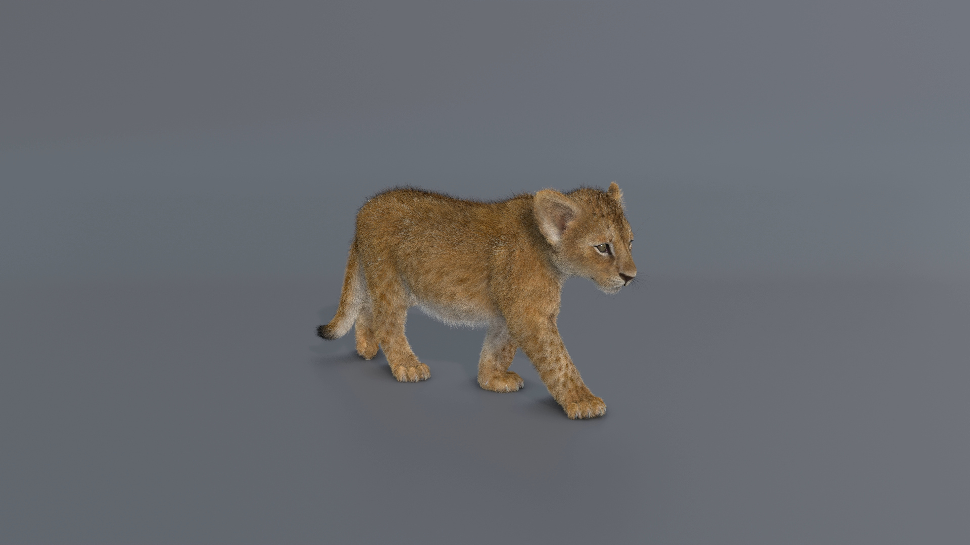 Lion Cub Animated model - TurboSquid 2016560
